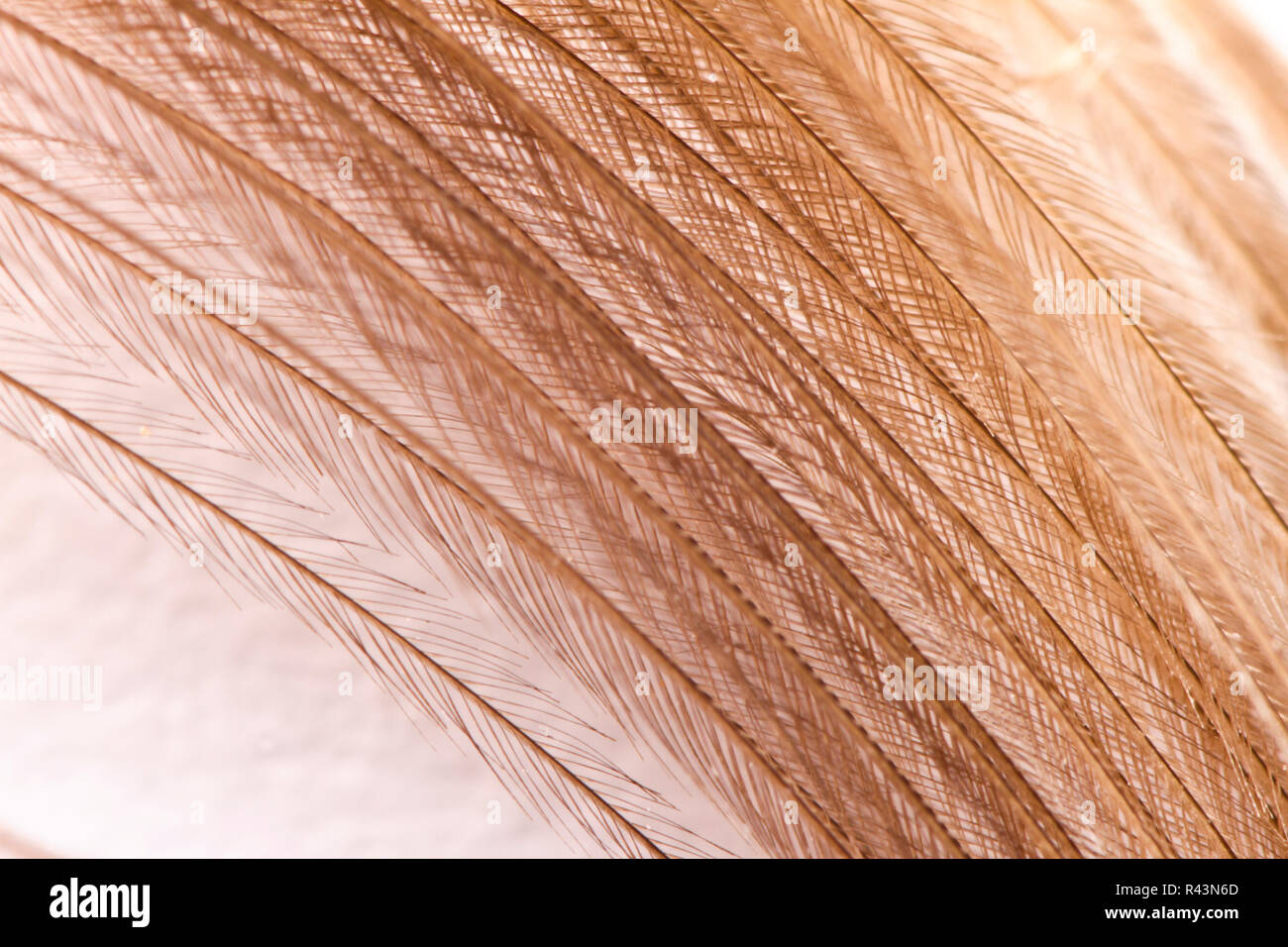 delicate feather background in brown Stock Photo - Alamy