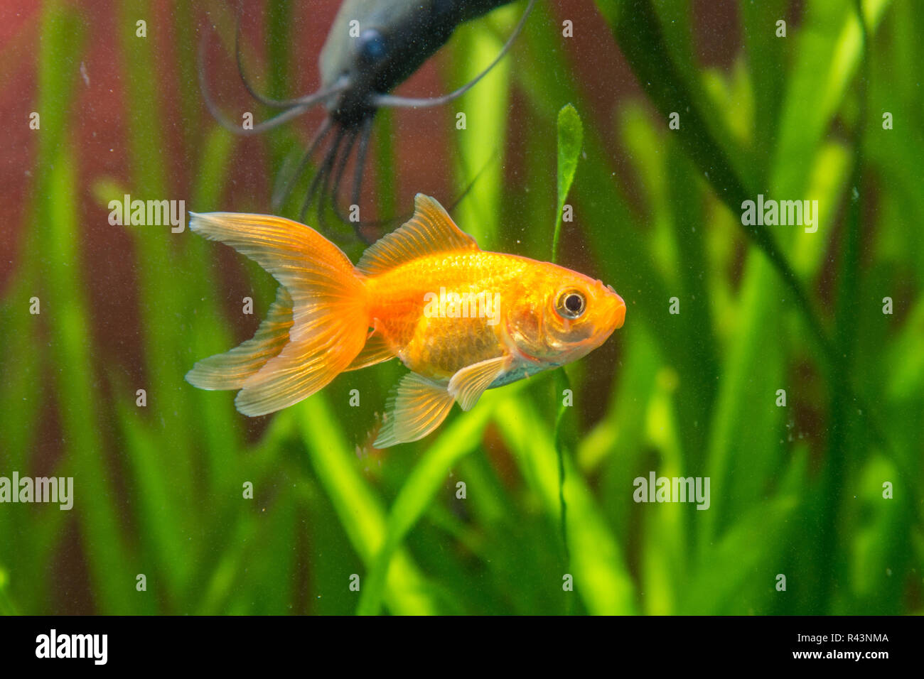 Goldfish in an aquarium, with the background Stinging catfish and ...