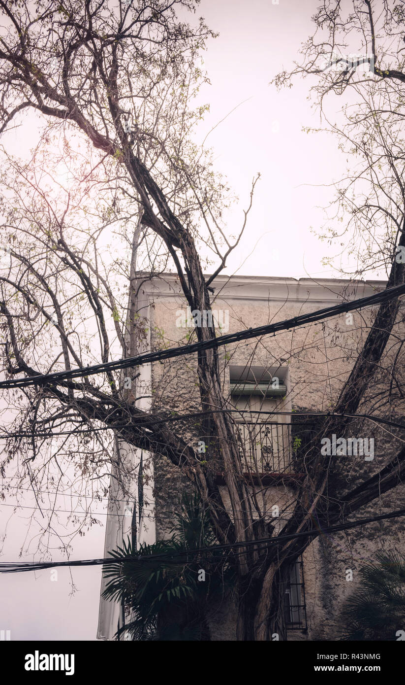 An atmospheric image of a house partially hidden by a tree in Marbella ...