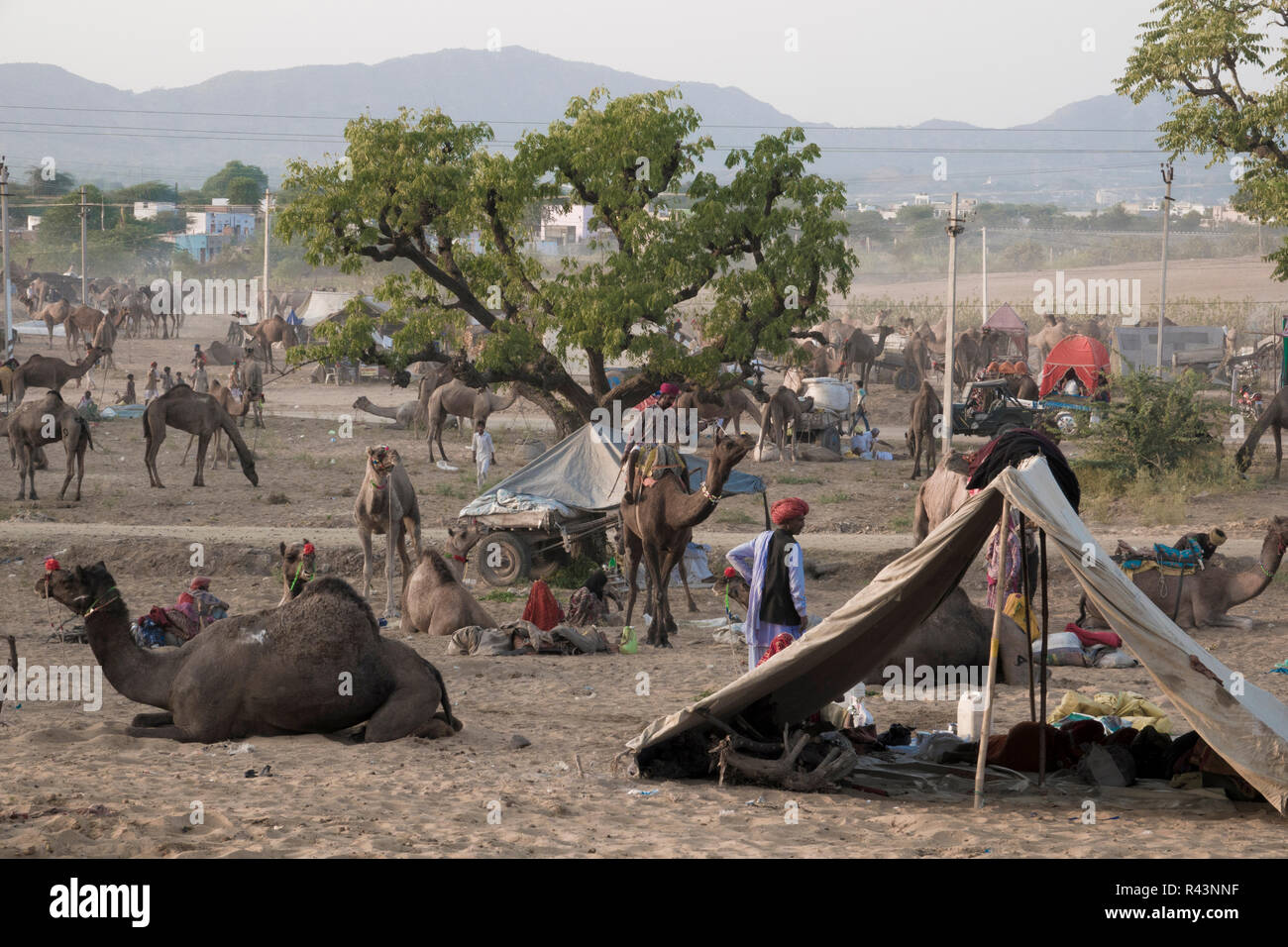 Scene at the Pushkar livestock festival in Rajasthan, India Stock Photo ...