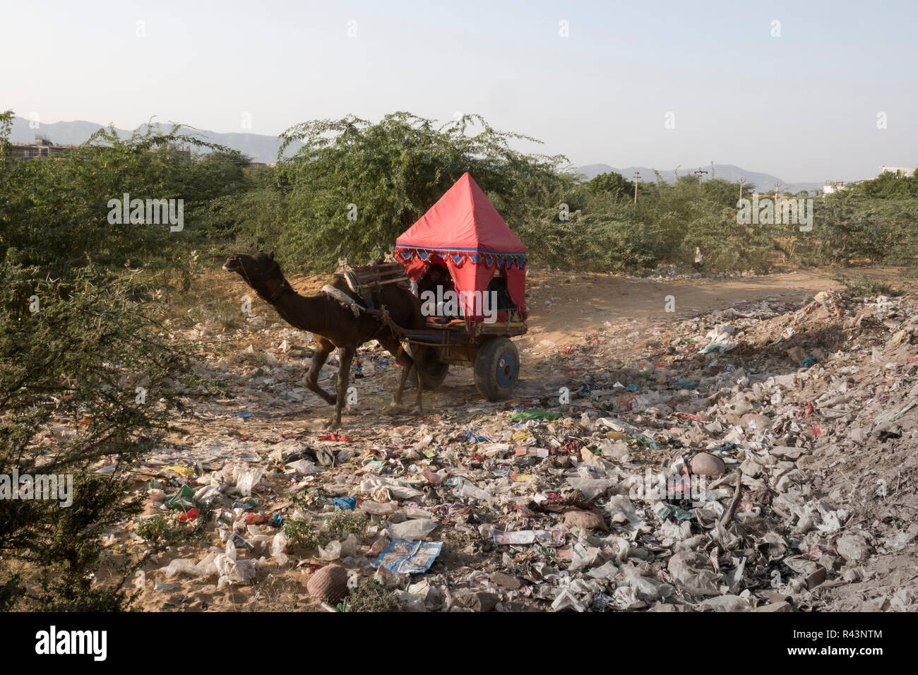 Tourism camel cart passes over garbage dump full of plastic trash in ...