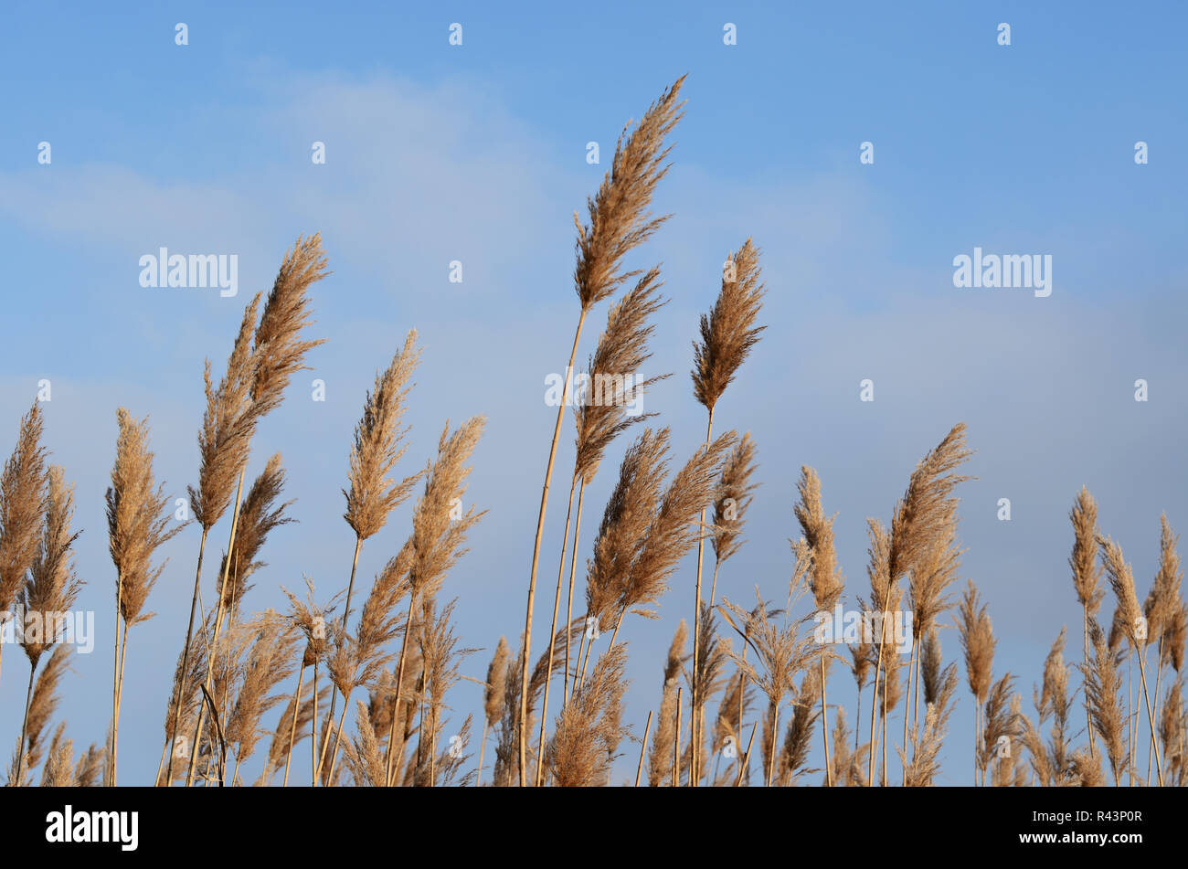 Dry reed in the sky Stock Photo - Alamy