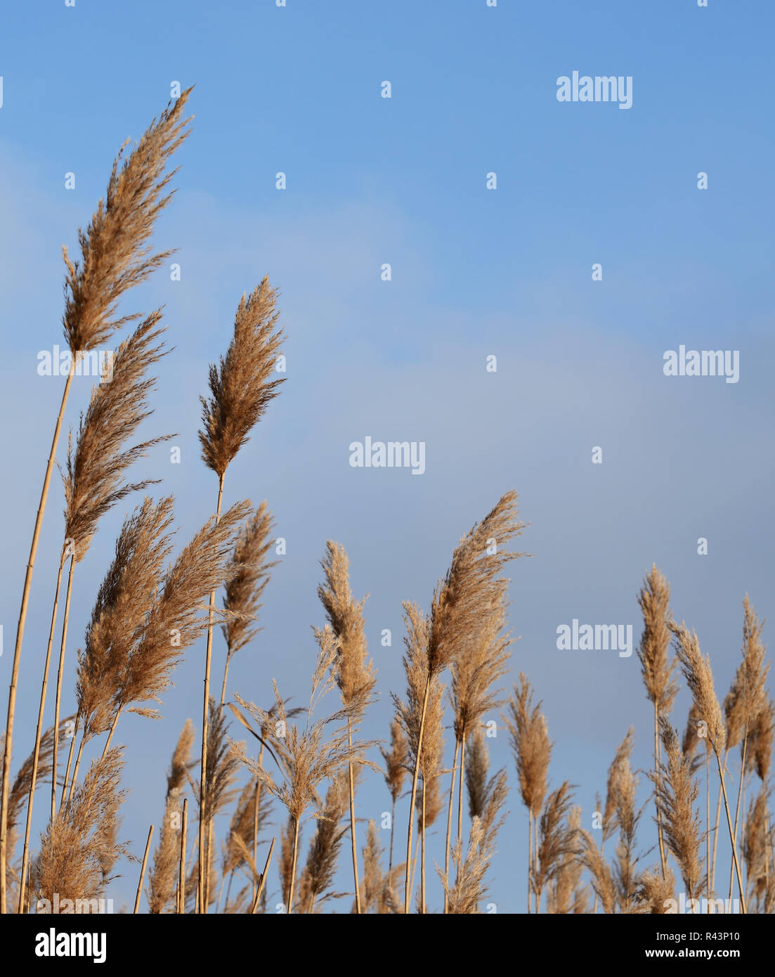 Dry reed in the sky Stock Photo - Alamy