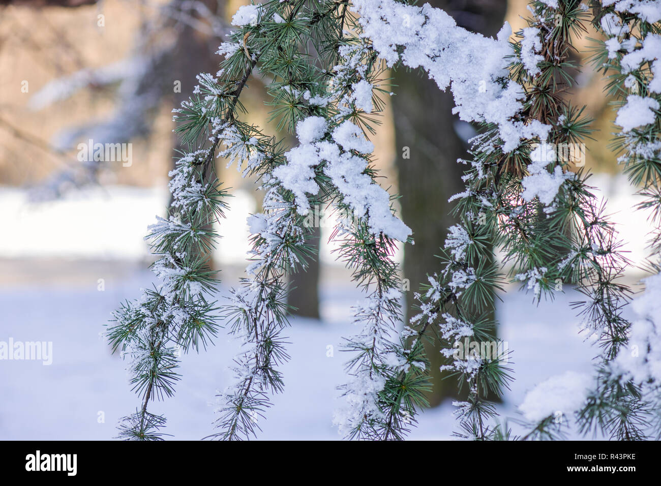 Branches of an evergreen tree covered with snow Stock Photo - Alamy