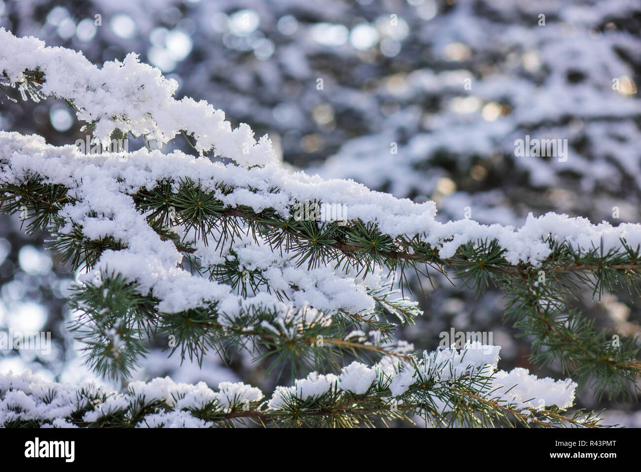 Branches of an evergreen tree covered with snow Stock Photo - Alamy