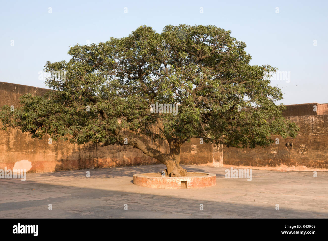 Large tree growing inside Jaigarh Fort (Diya Burj) in Jaipur, Rajasthan ...
