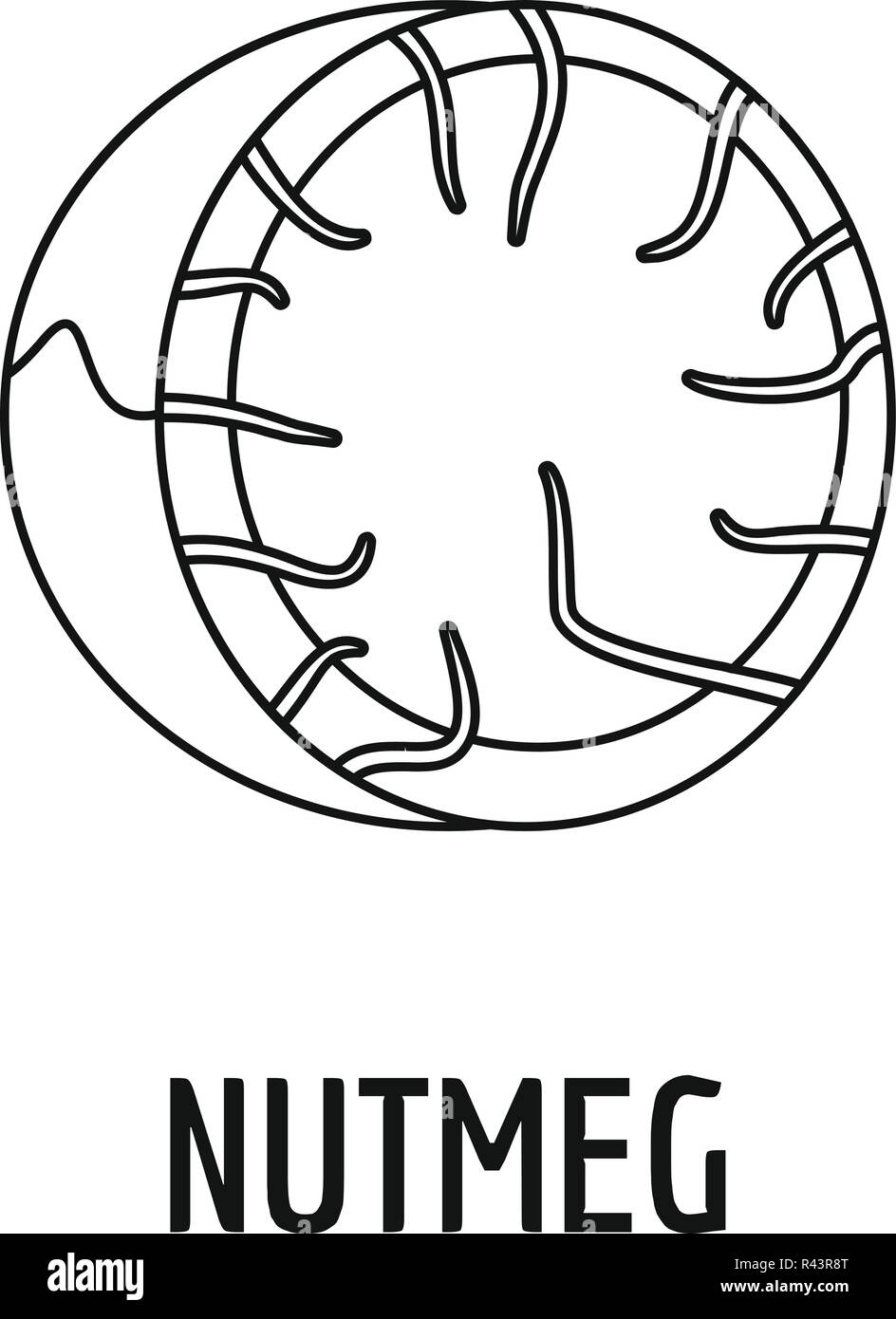 Nutmeg icon. Outline illustration of nutmeg vector icon for web design ...