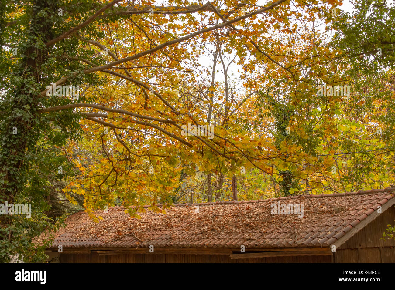 Tree branches over the tiled roof of a country house strewn with dry ...