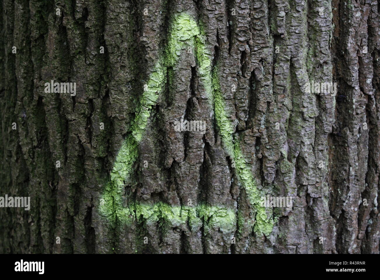 marked tree trunk Stock Photo - Alamy