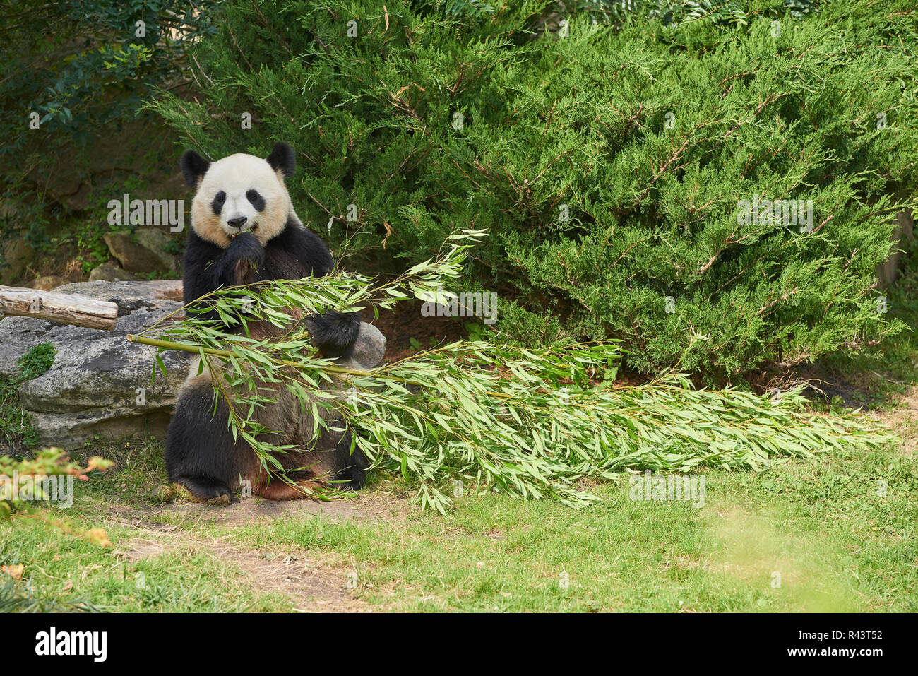 Giant panda at Beauval Stock Photo - Alamy