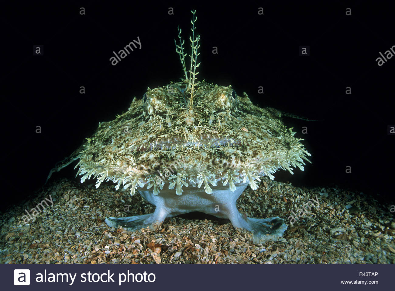 Monkfish Lophius Stock Photos & Monkfish Lophius Stock Images - Alamy
