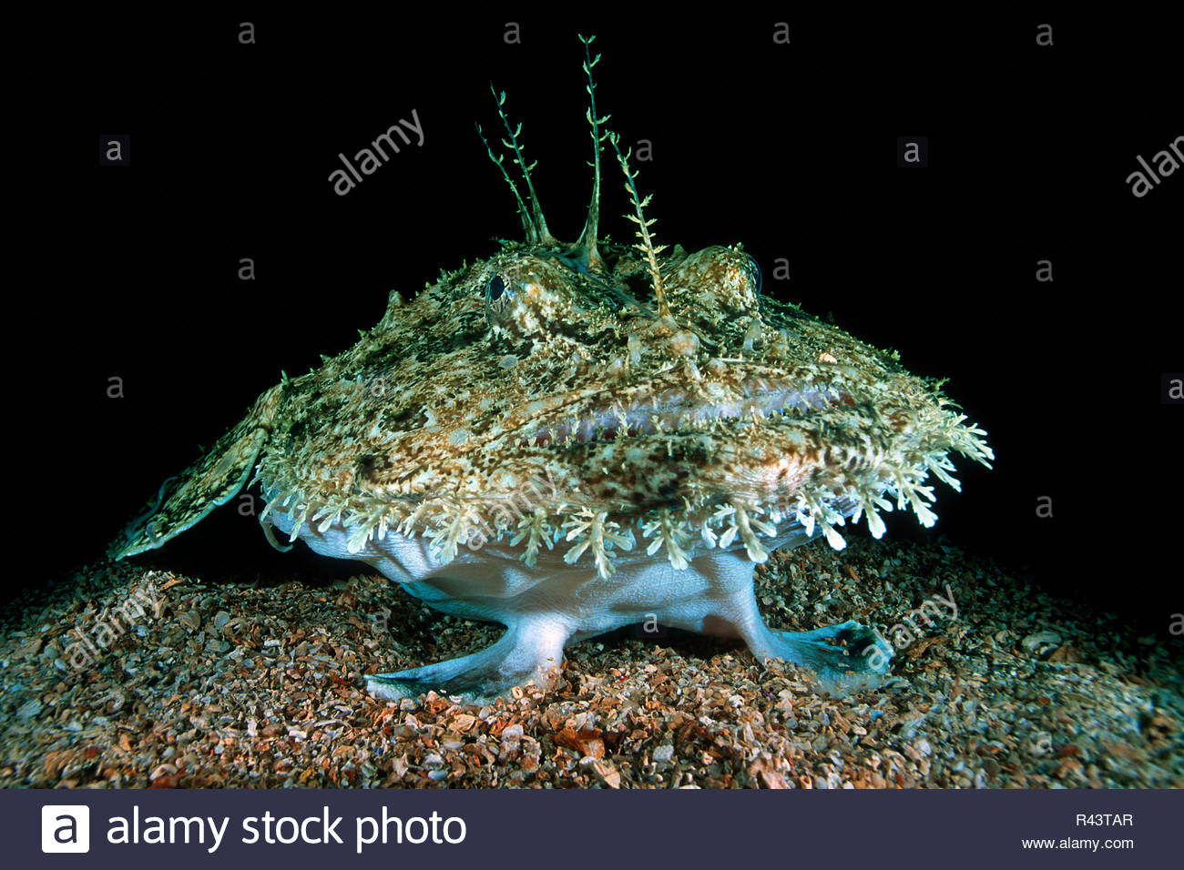 Monkfish Lophius Stock Photos & Monkfish Lophius Stock Images - Alamy
