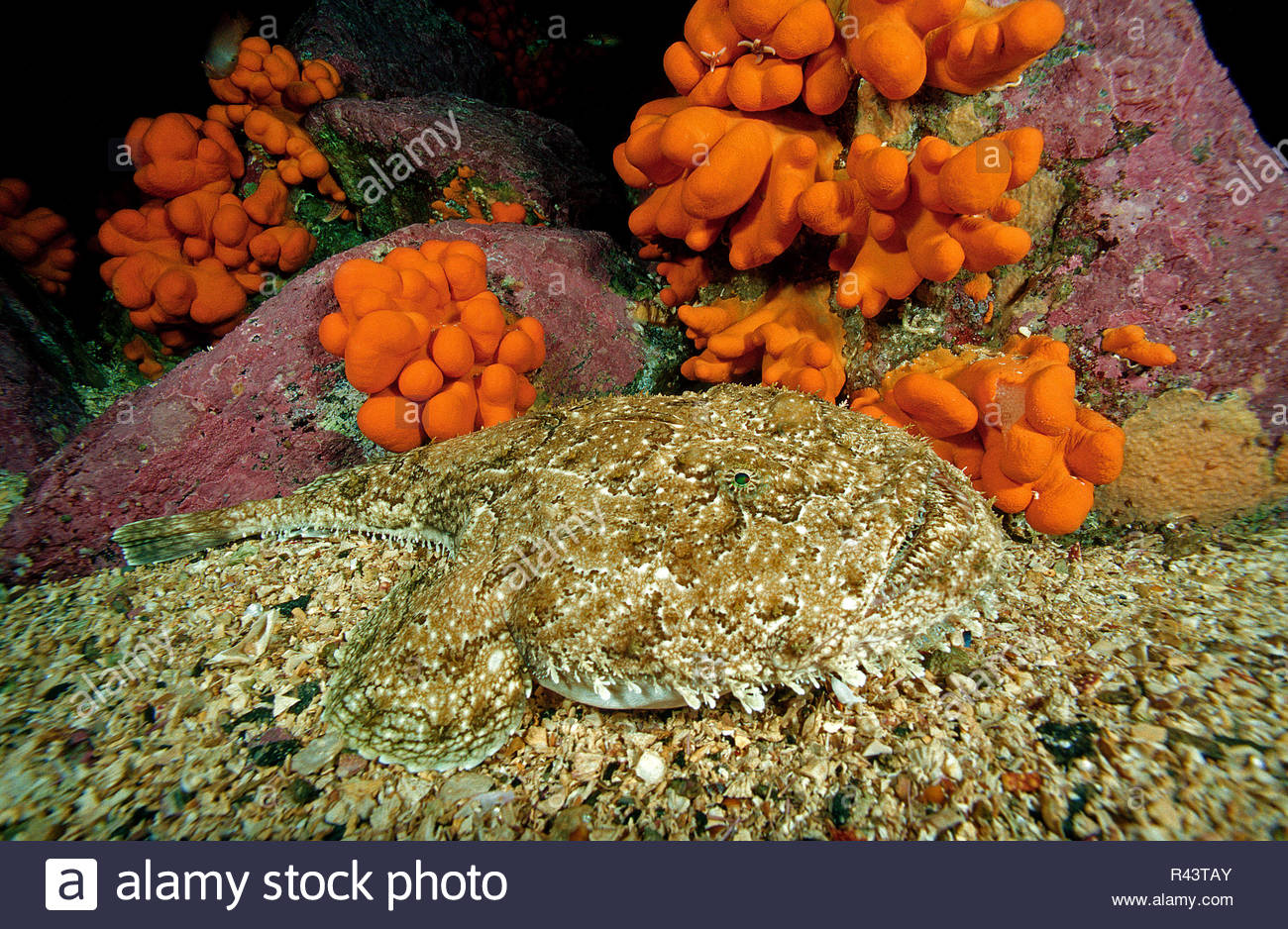 Monkfish Lophius Stock Photos & Monkfish Lophius Stock Images - Alamy