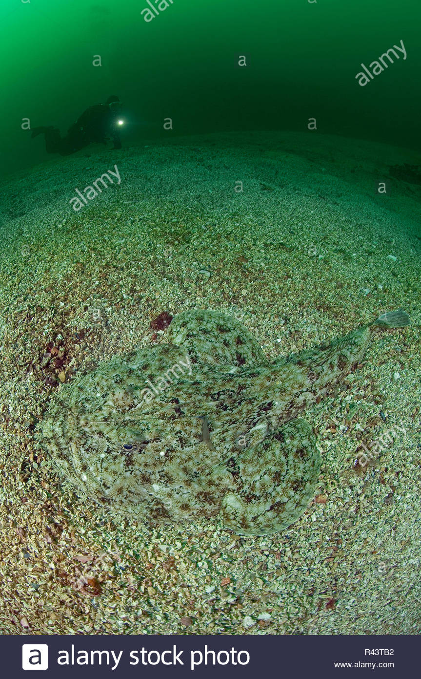 Monkfish Lophius Stock Photos & Monkfish Lophius Stock Images - Alamy