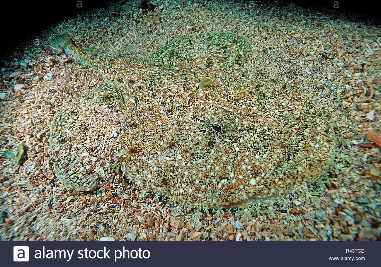 Monkfish Lophius Stock Photos & Monkfish Lophius Stock Images - Alamy