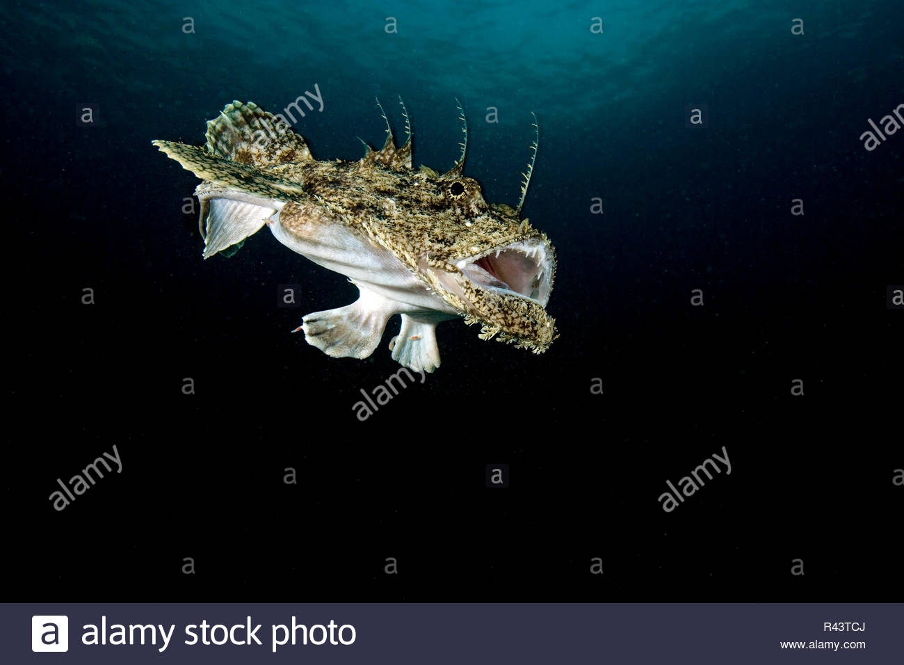 Monkfish Lophius Stock Photos & Monkfish Lophius Stock Images - Alamy
