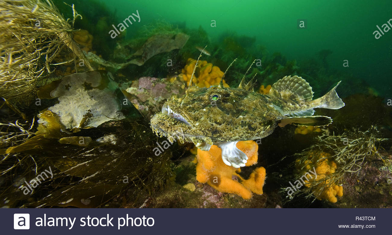Monkfish Lophius Stock Photos & Monkfish Lophius Stock Images - Alamy