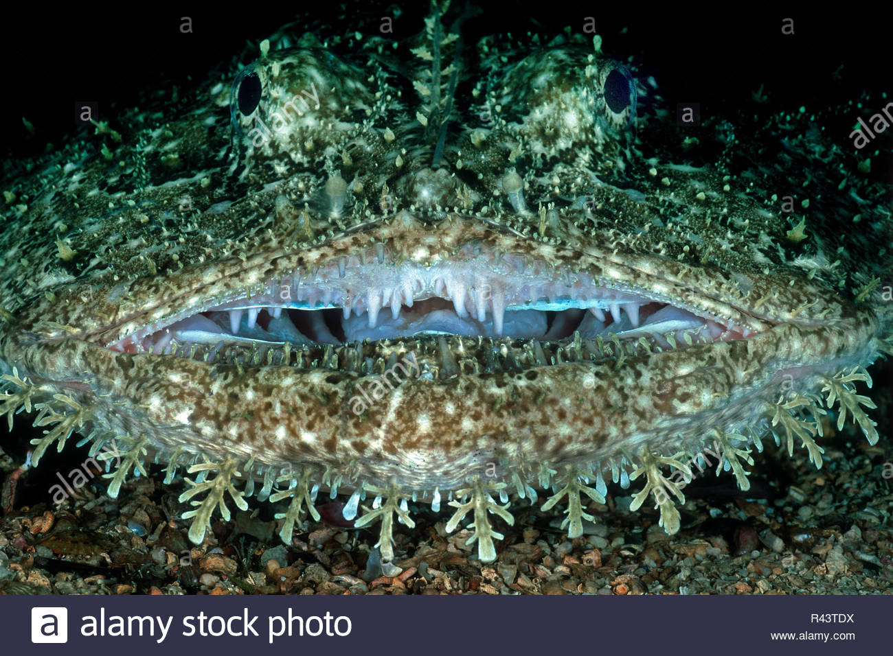 Lophius Piscatorius Stock Photos & Lophius Piscatorius Stock Images - Alamy