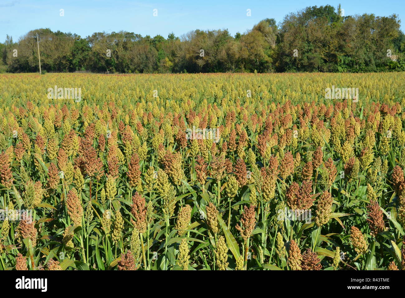 Panicoideae hi-res stock photography and images - Alamy