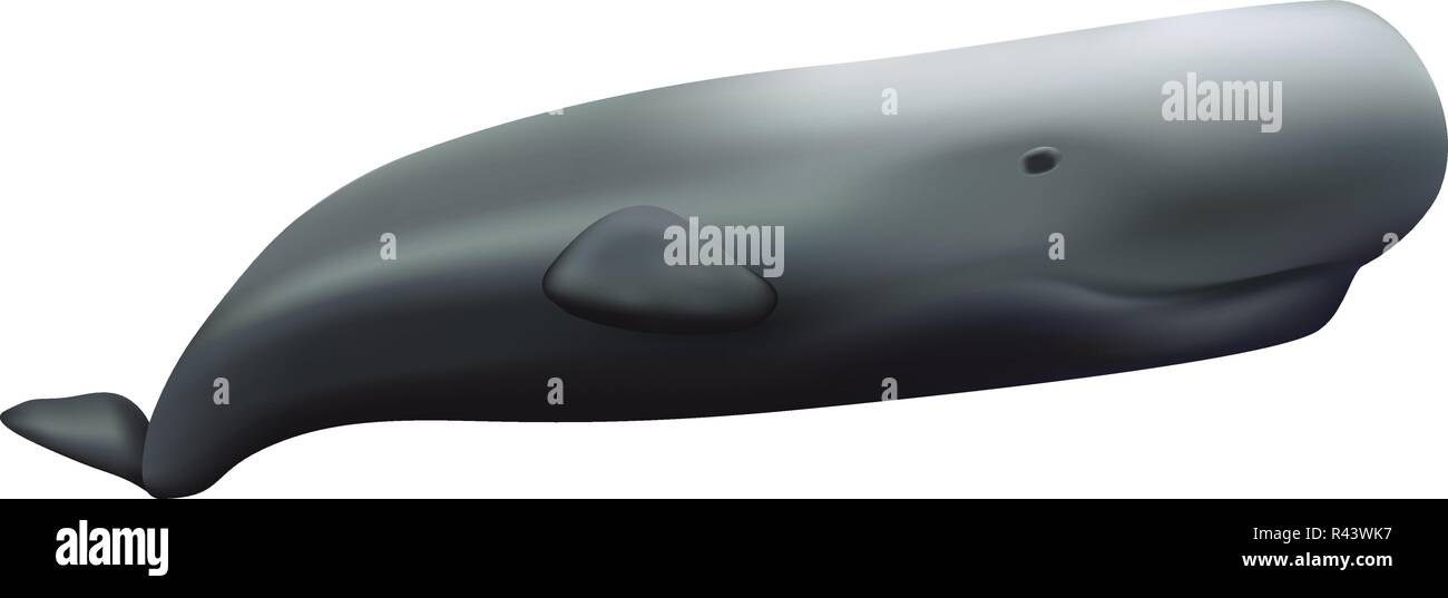 Sperm whale mockup. Realistic illustration of sperm whale vector mockup ...