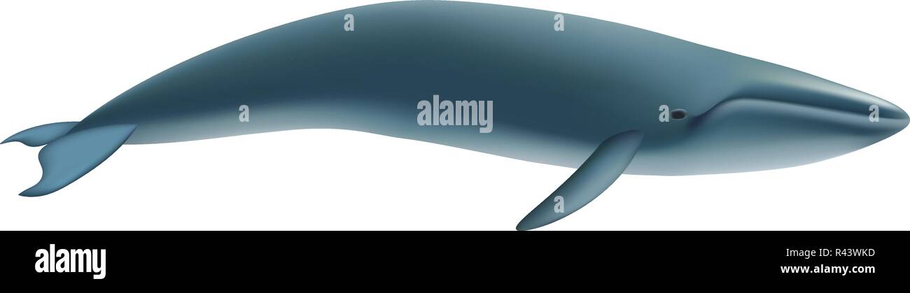 Blue whale mockup. Realistic illustration of blue whale vector mockup ...