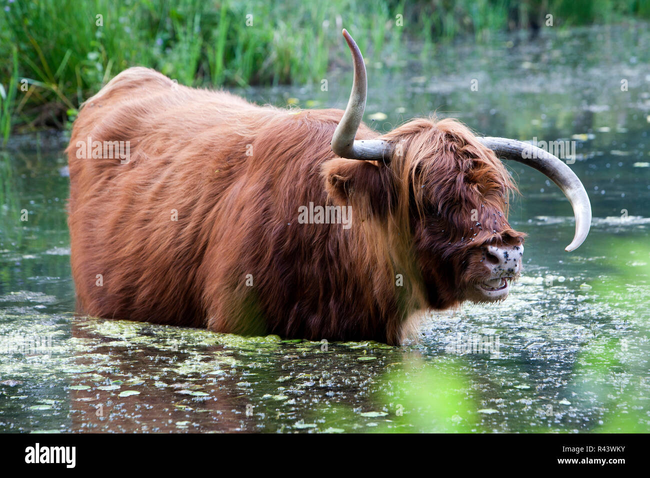 Highland cow in lake hi-res stock photography and images - Alamy