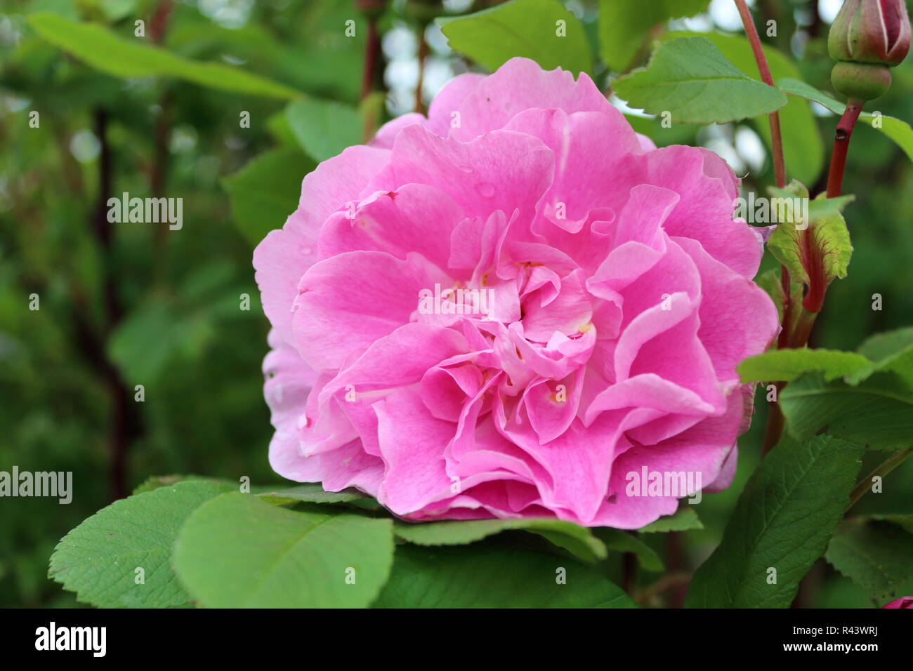 old historic rose Stock Photo - Alamy