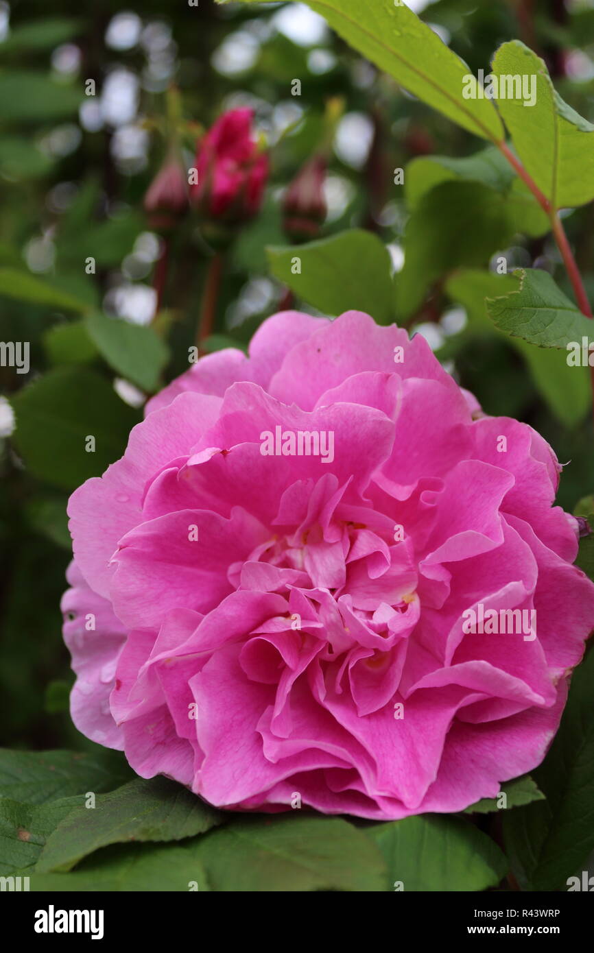 old historic rose Stock Photo - Alamy