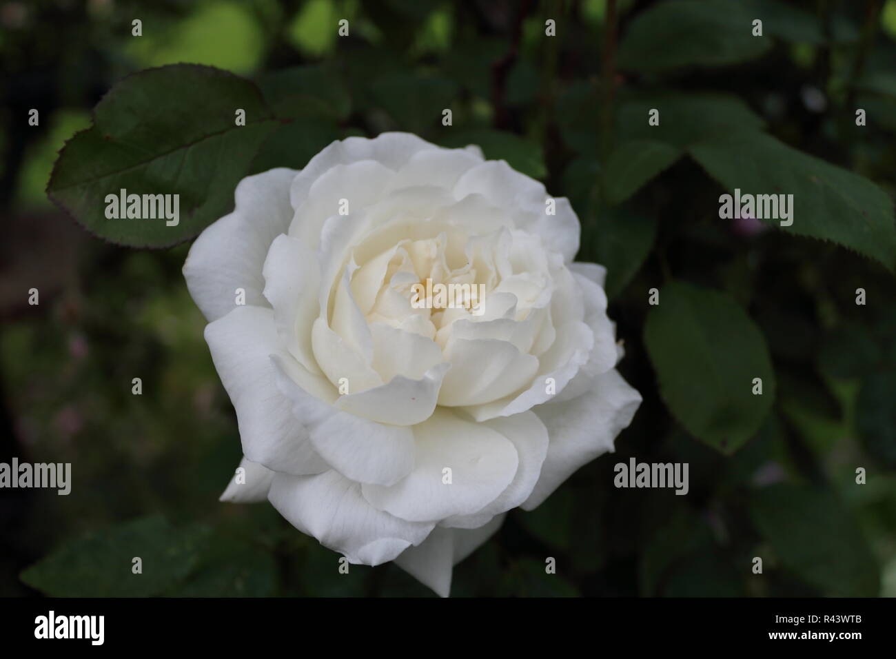 white english rose Stock Photo - Alamy