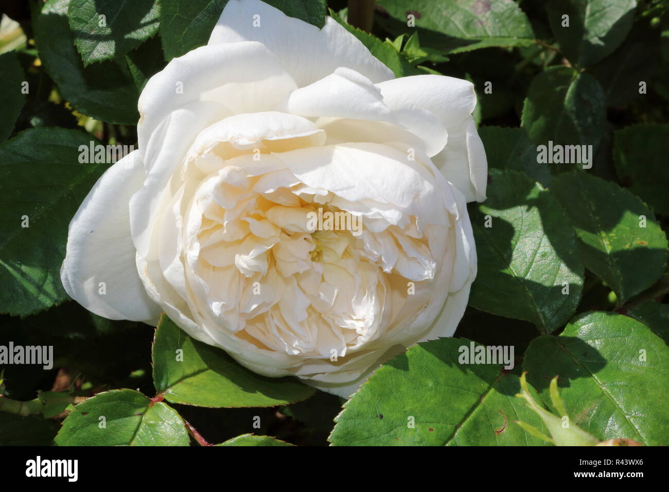white english rose Stock Photo - Alamy