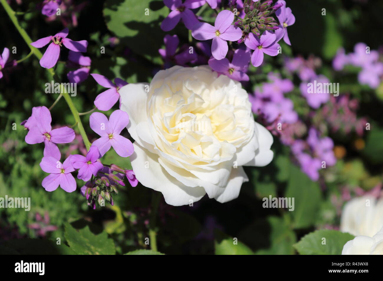 white english rose Stock Photo - Alamy