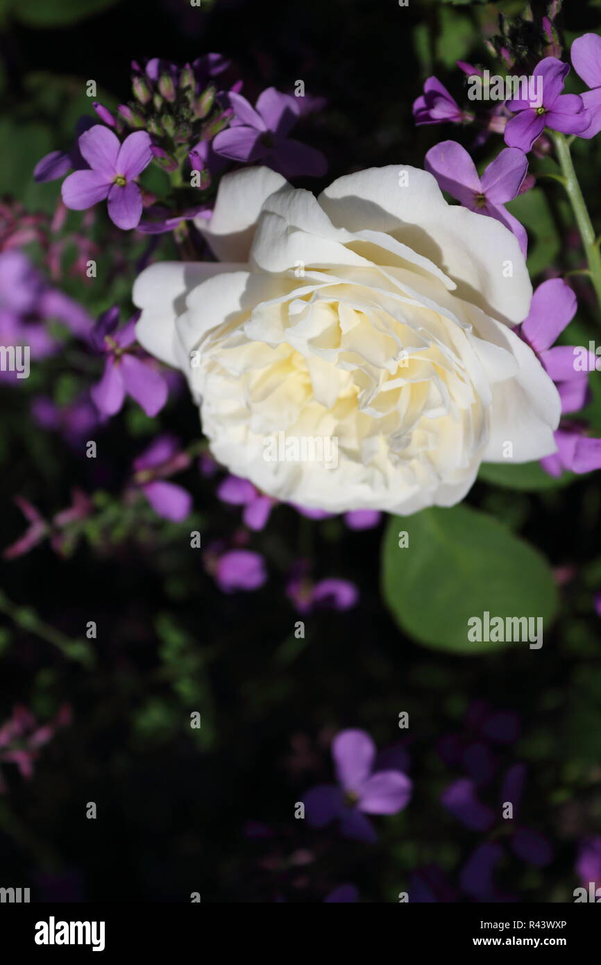 white english rose Stock Photo - Alamy