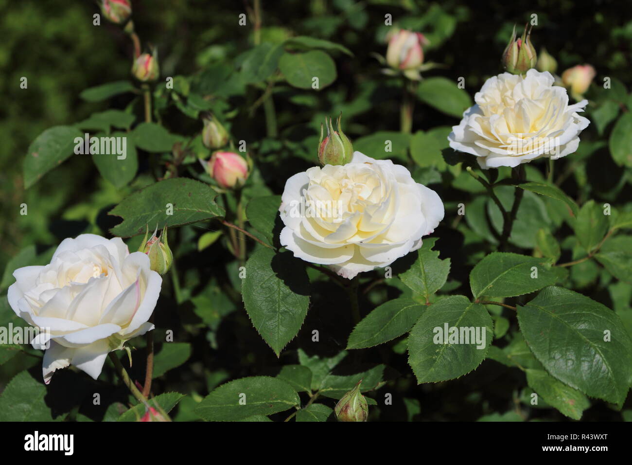 three white english rose with buds Stock Photo - Alamy