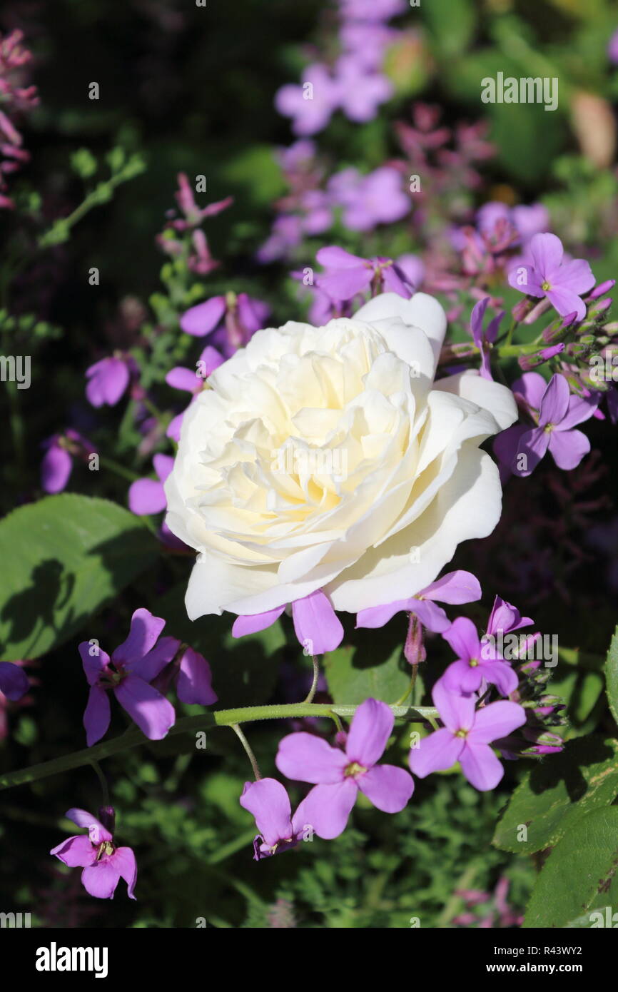white english rose Stock Photo - Alamy