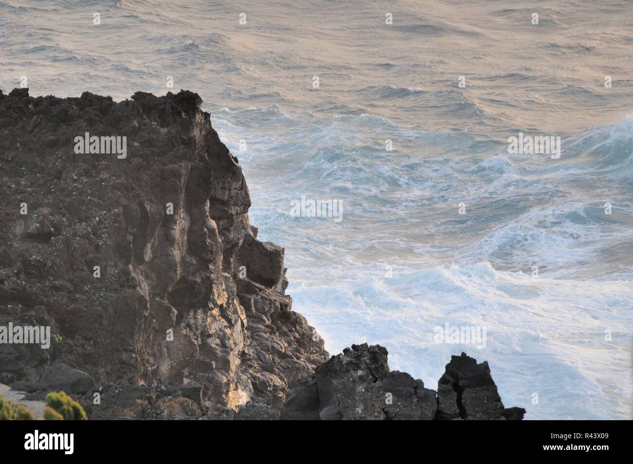 Azores gull hi-res stock photography and images - Alamy