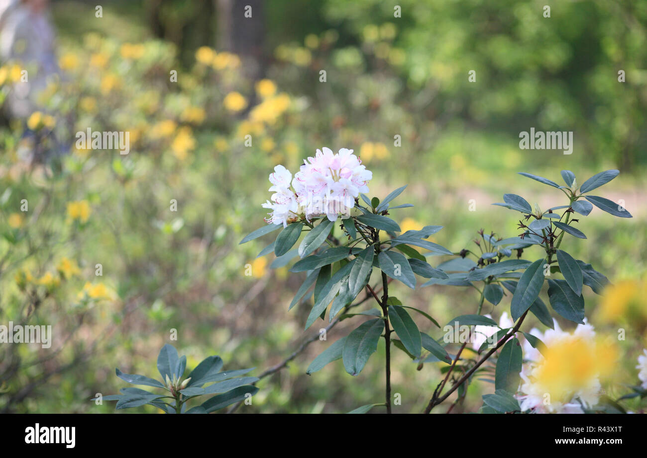 white Flowers at spring Stock Photo - Alamy