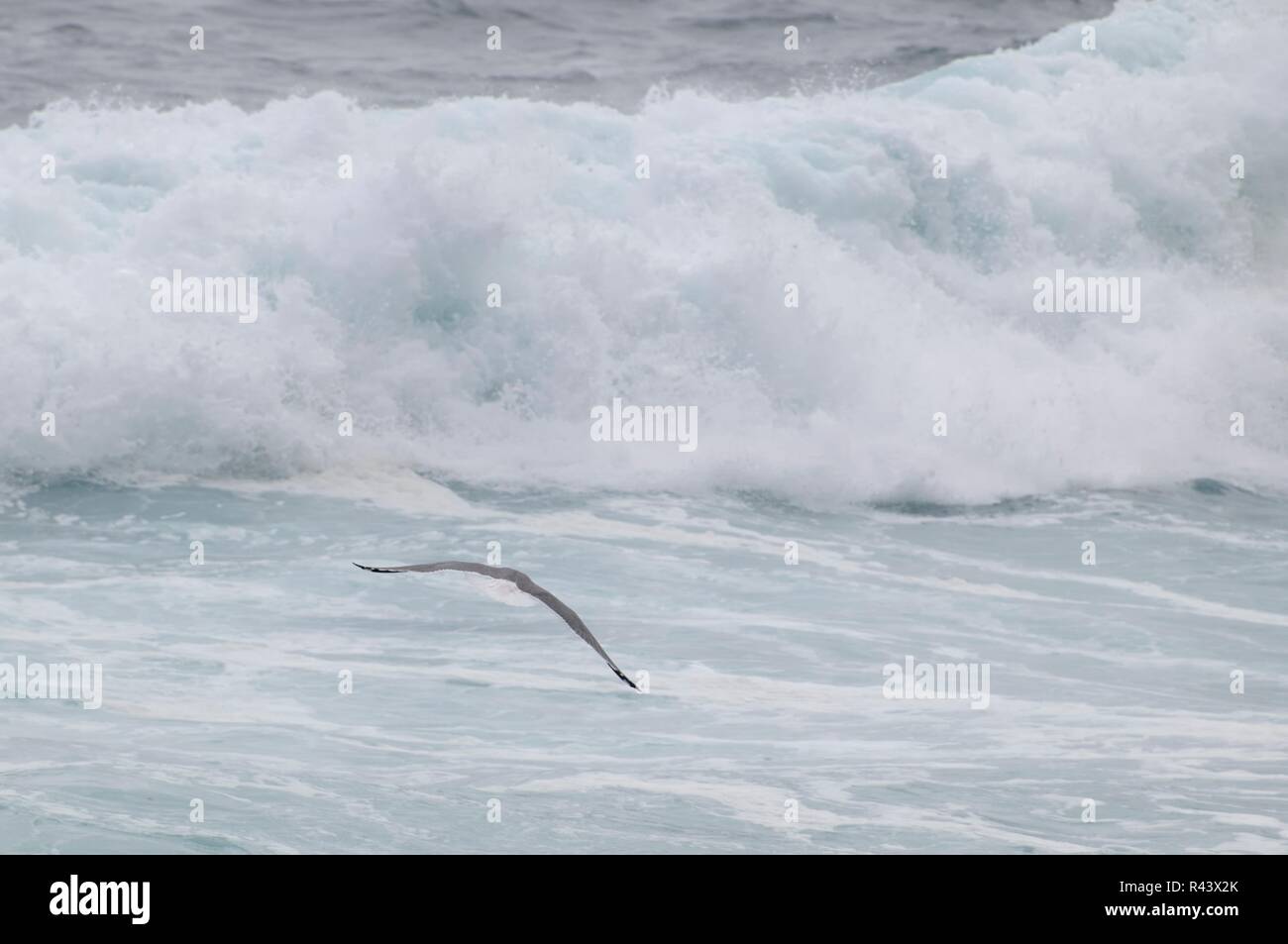 Azores gull hi-res stock photography and images - Alamy