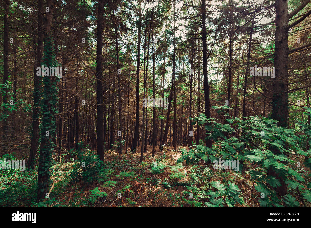 The Sintra forest Stock Photo - Alamy