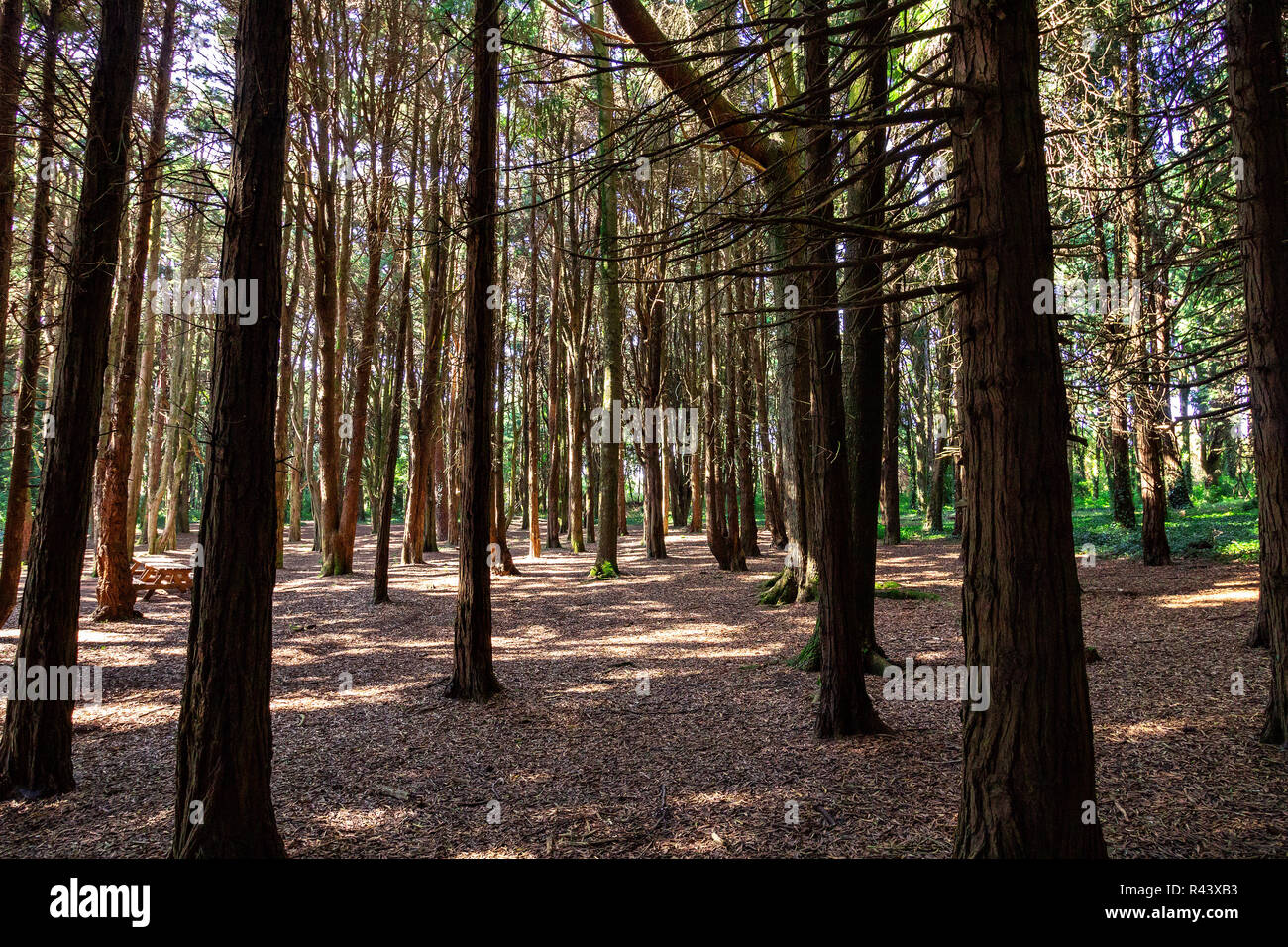 The Sintra forest Stock Photo - Alamy