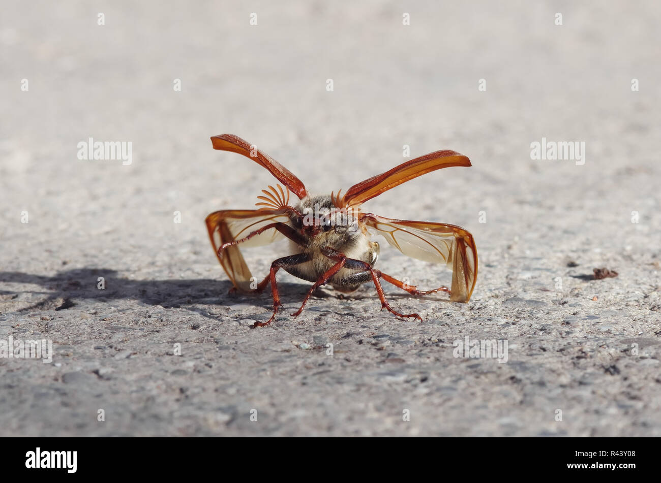Beetle with spread wings hi-res stock photography and images - Alamy