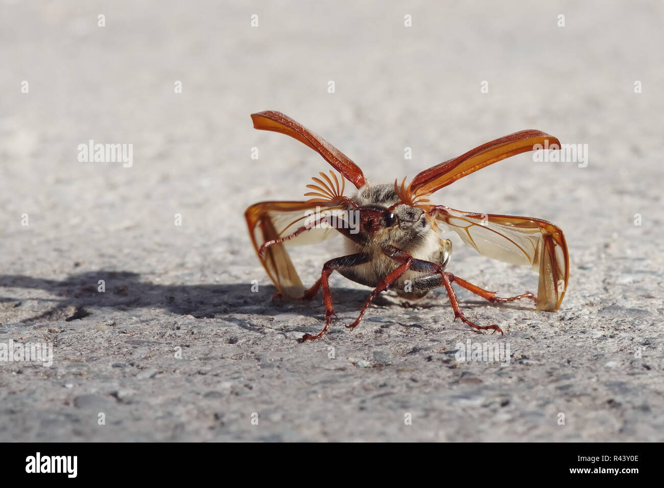 Beetle with spread wings hi-res stock photography and images - Alamy