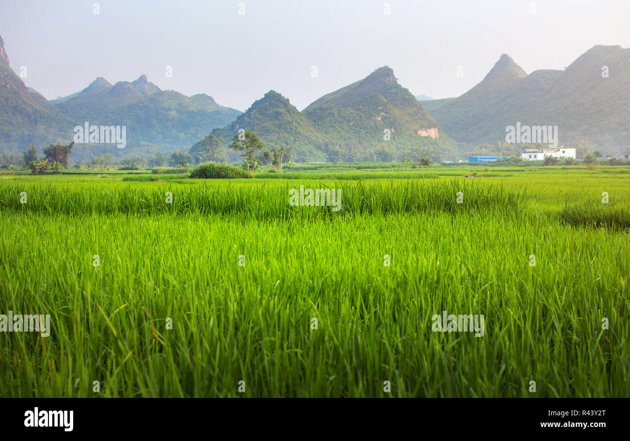 Asian rice field hi-res stock photography and images - Alamy