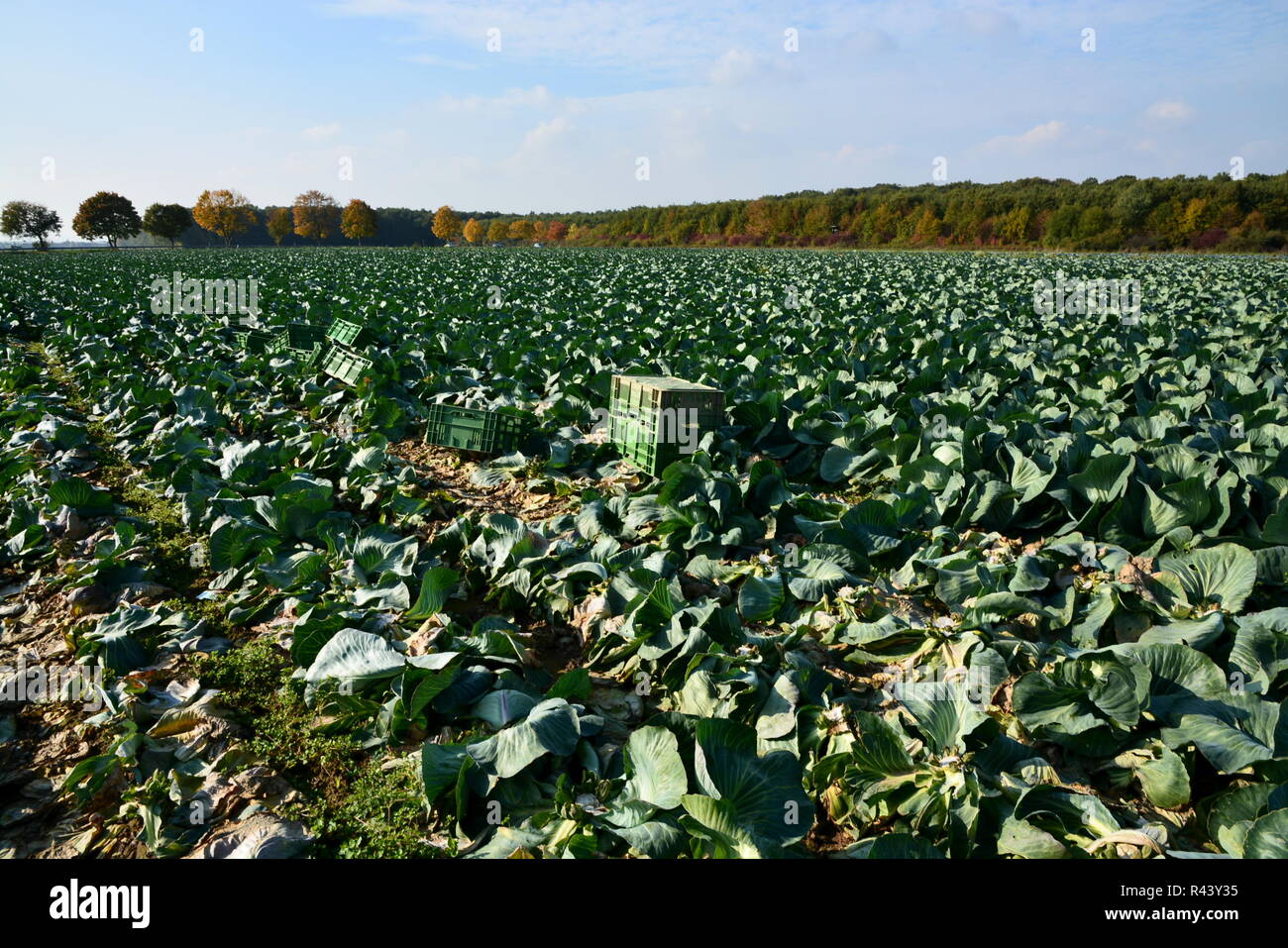 Krautka pfe hi-res stock photography and images - Alamy