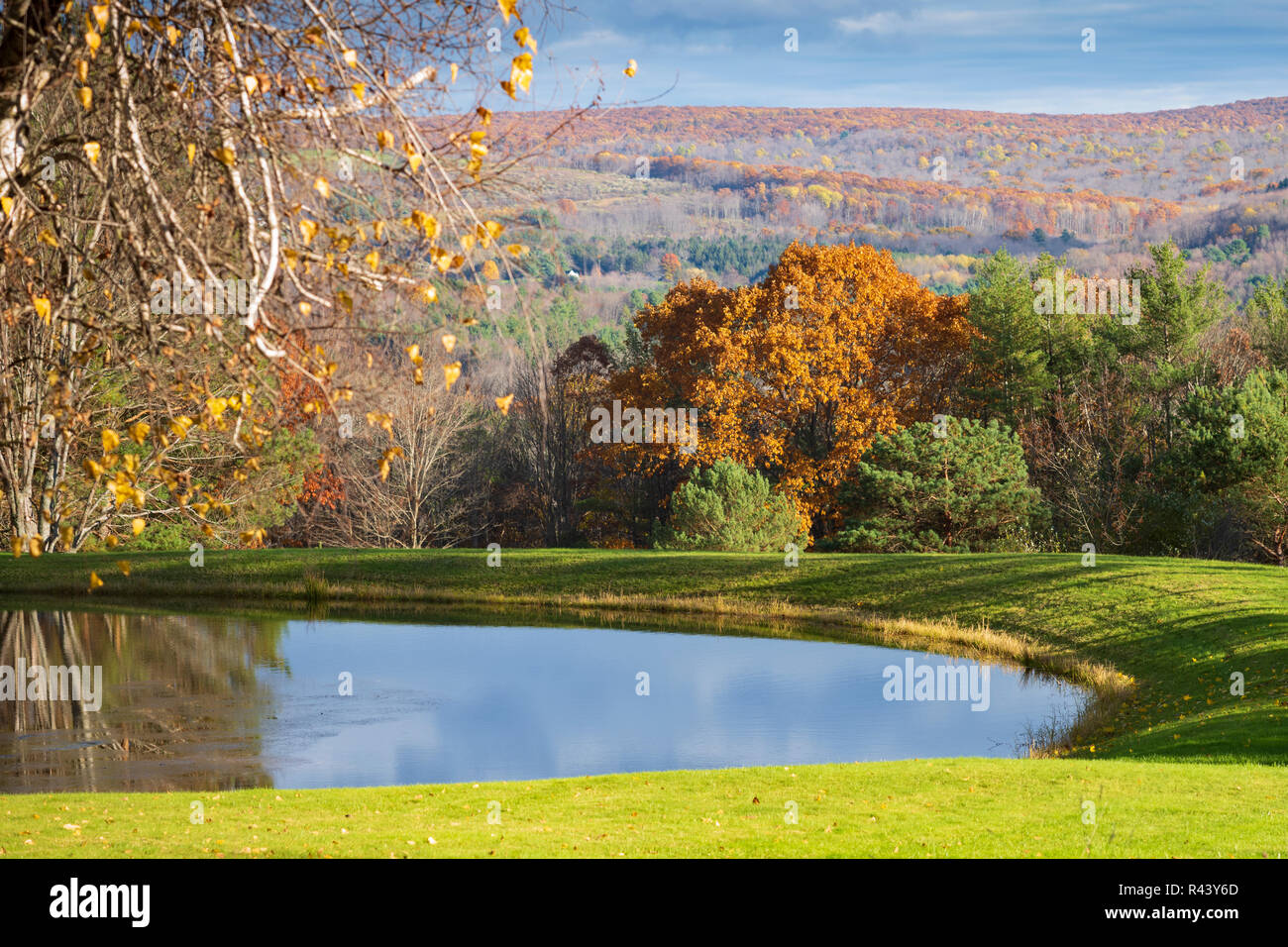 Autumn leaves, Vestal, NY Stock Photo - Alamy