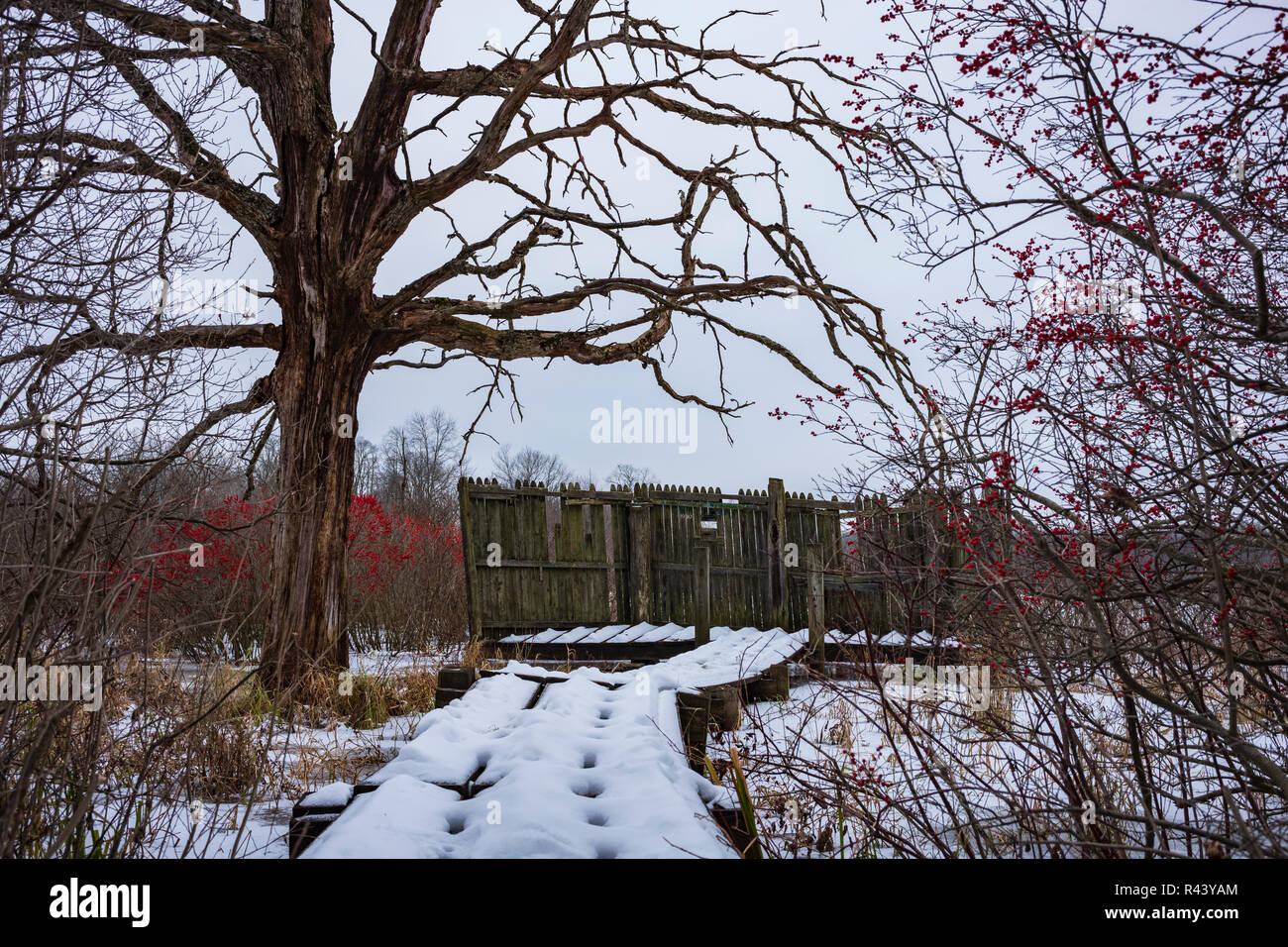 A frozen, winter landscape photograph taken from a nature preserve in ...