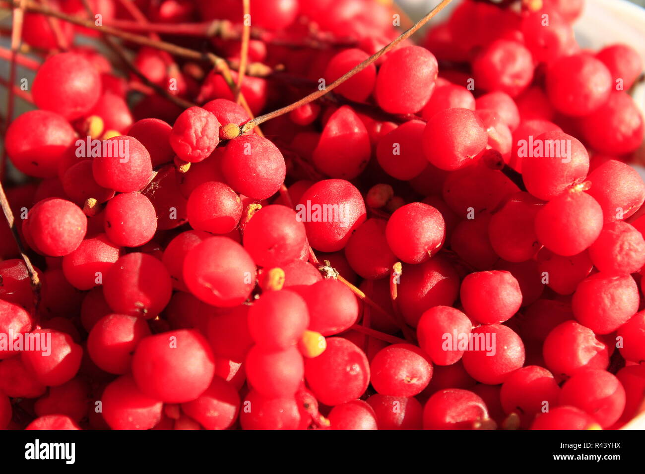 Fructus Schisandrae High Resolution Stock Photography and Images - Alamy