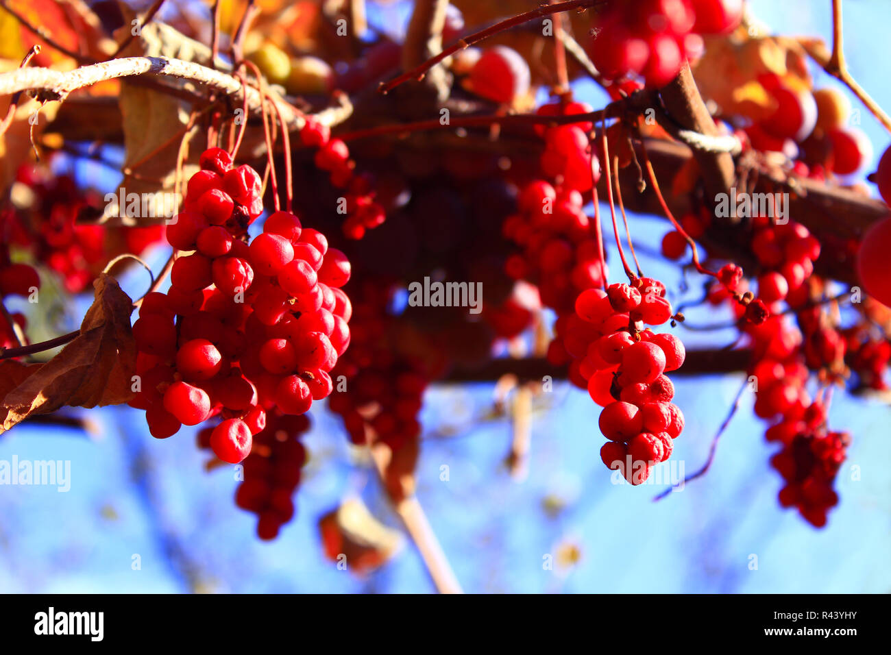 Fructus schisandrae hi-res stock photography and images - Alamy