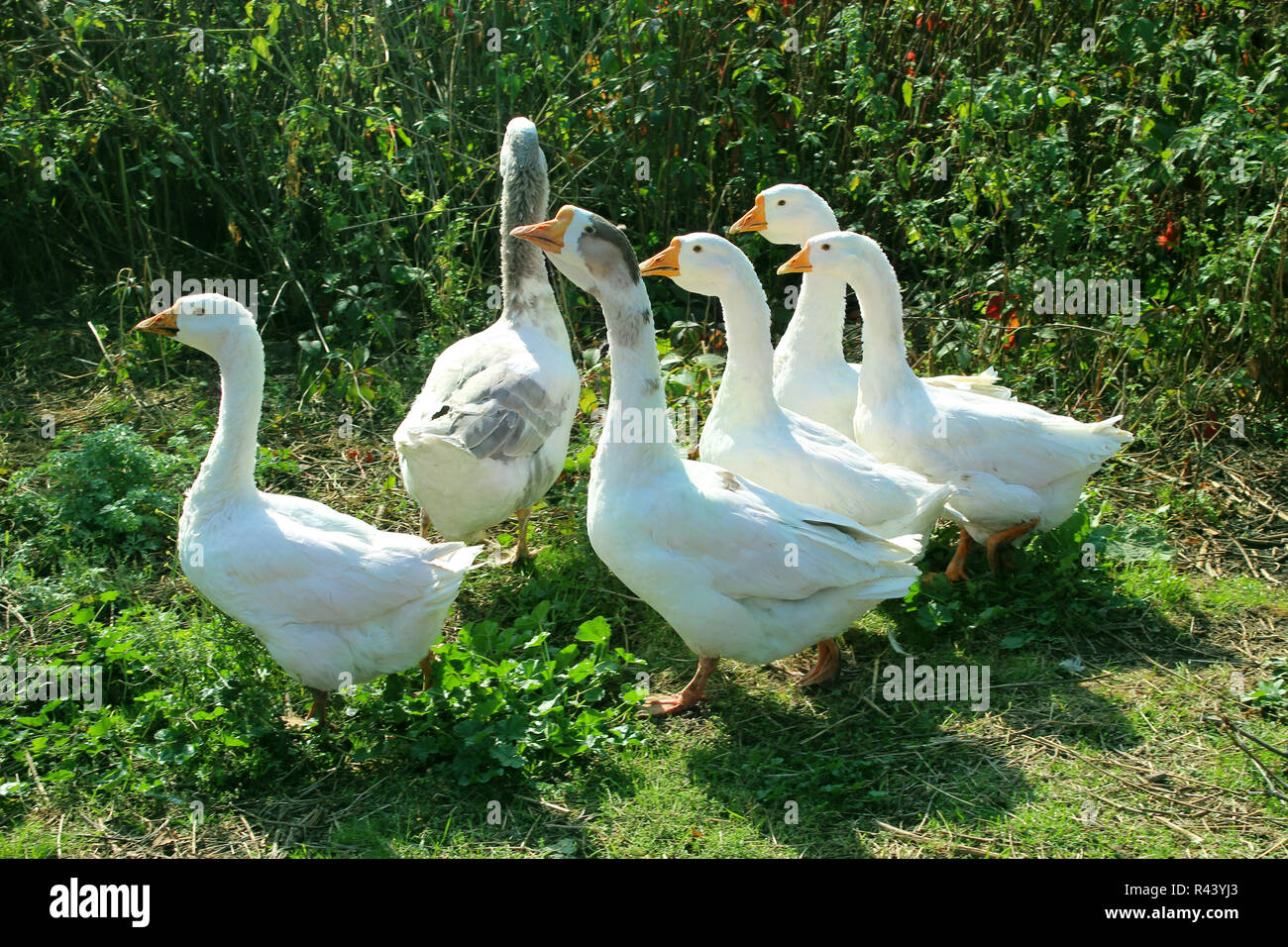 Big white geese hi-res stock photography and images - Alamy