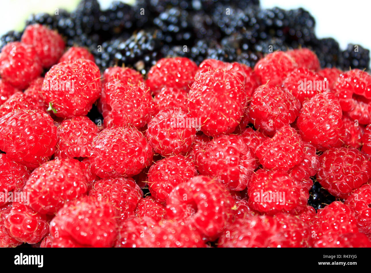 raspberry and blackberry Stock Photo - Alamy