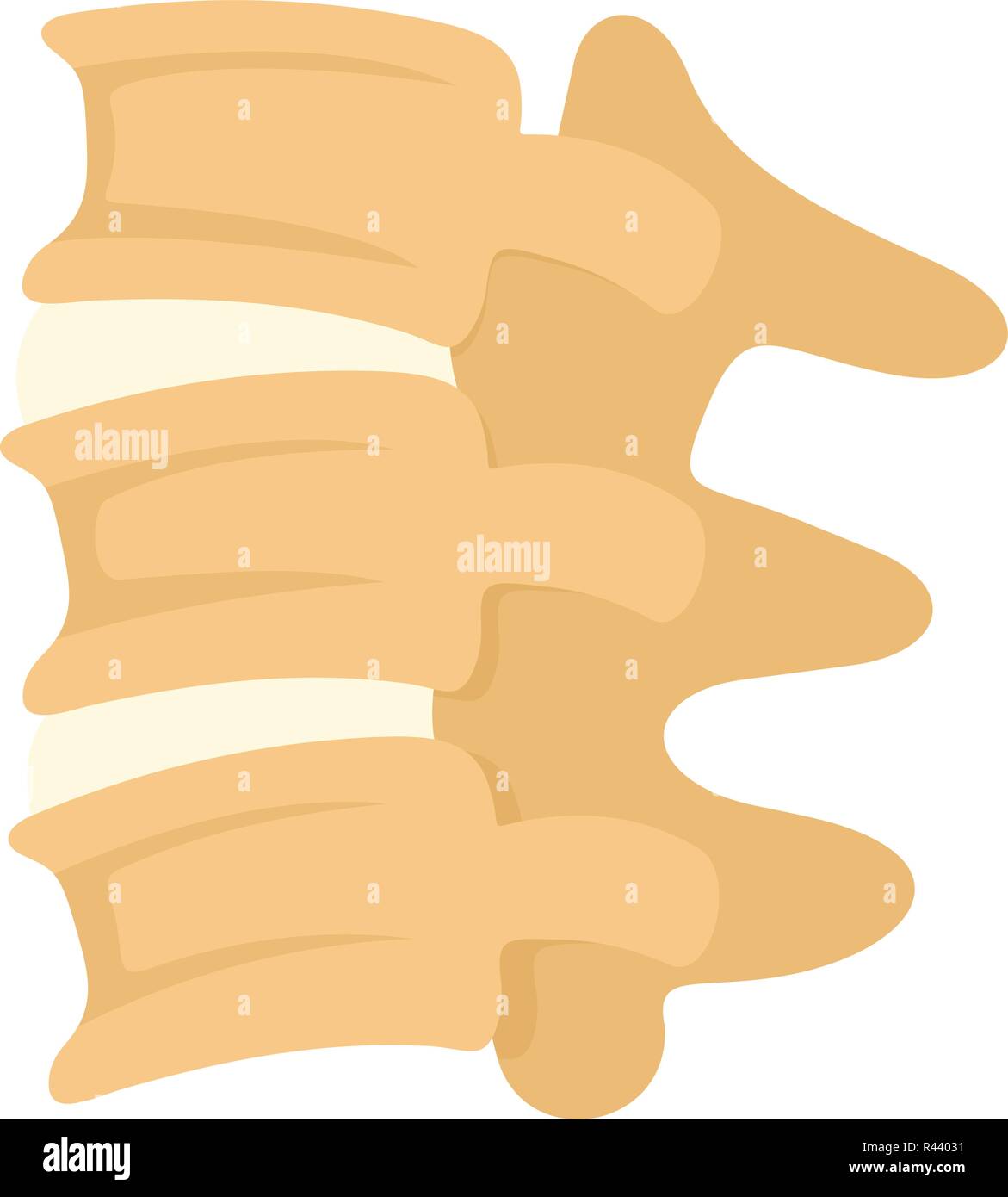 Spinal column discs icon. Flat illustration of spinal column discs ...